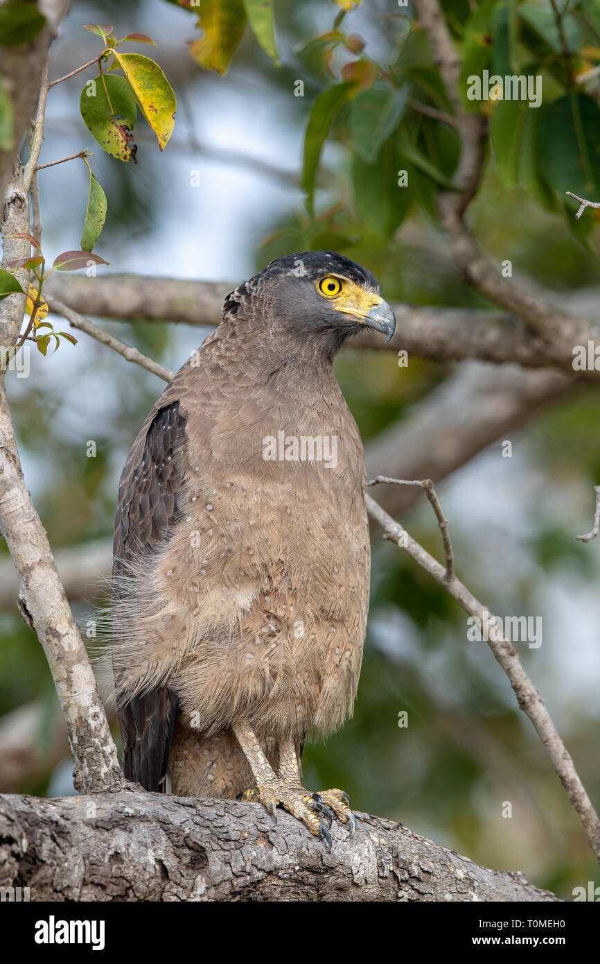 Perched Crested serpent eagle (Spilornis cheela) in India Stock Photo - Alamy