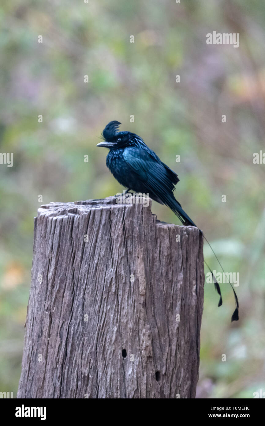 Greater racket-tailed drongo (Dicrurus remifer) in India Stock Photo ...