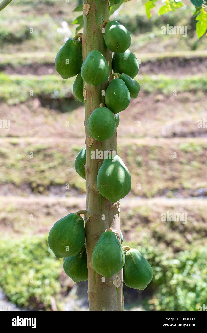 Papaya fruits of papaya tree in garden in Ubud, island Bali, Indonesia ...