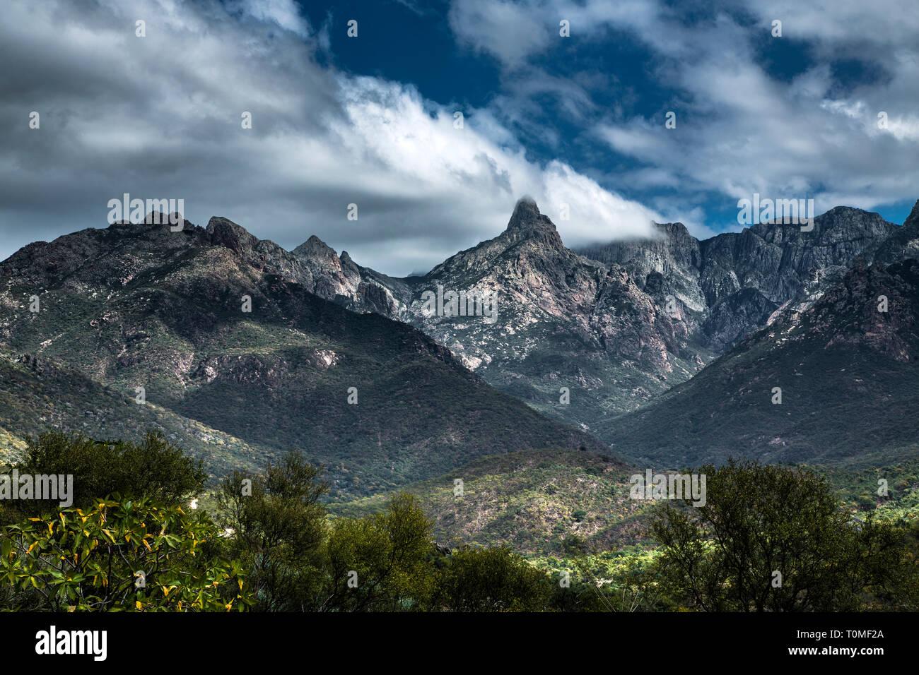 Socotra Stock Photos & Socotra Stock Images - Alamy