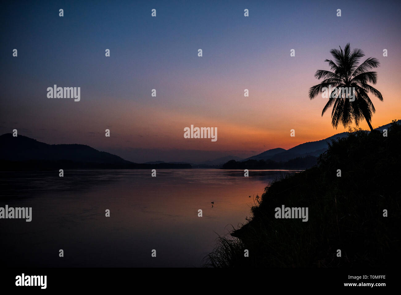 Palm tree on the banks of the Mekong River, at sunset, Laos Stock Photo ...