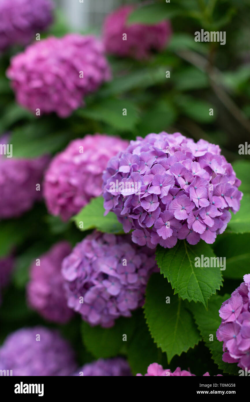 The bush of blooming liliac and purple Japanese hydrangeas ajisai ...