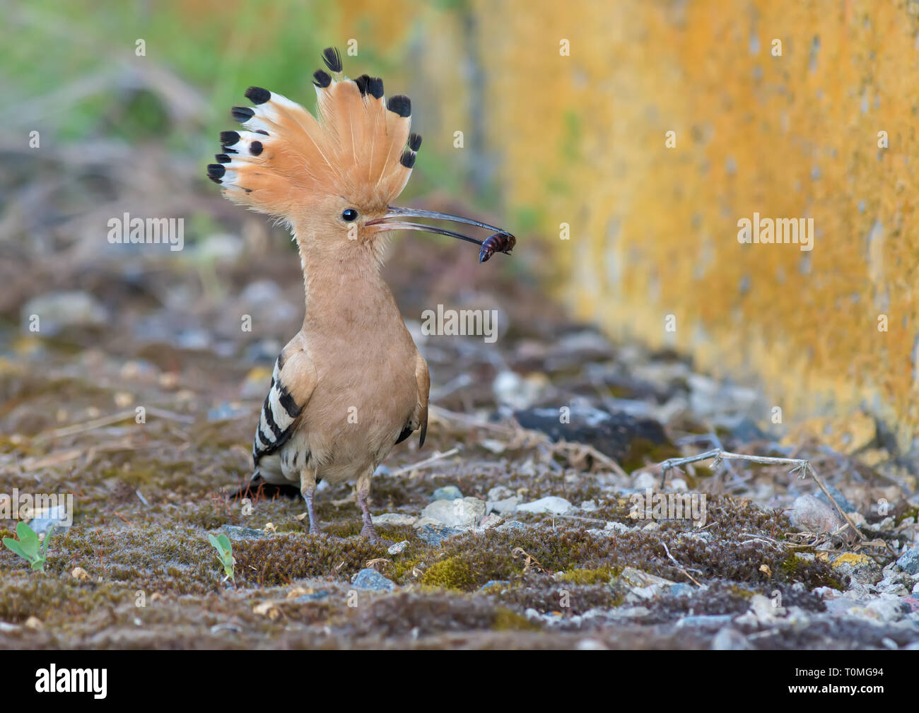Hoopoe nest on ground hi-res stock photography and images - Alamy