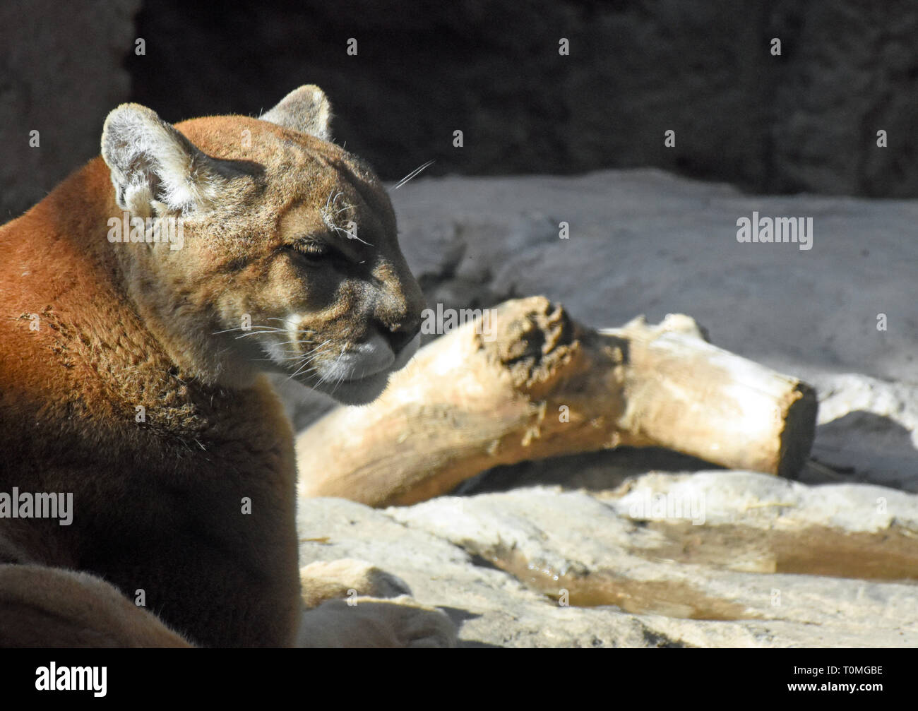 American mountain lion hi-res stock photography and images - Alamy