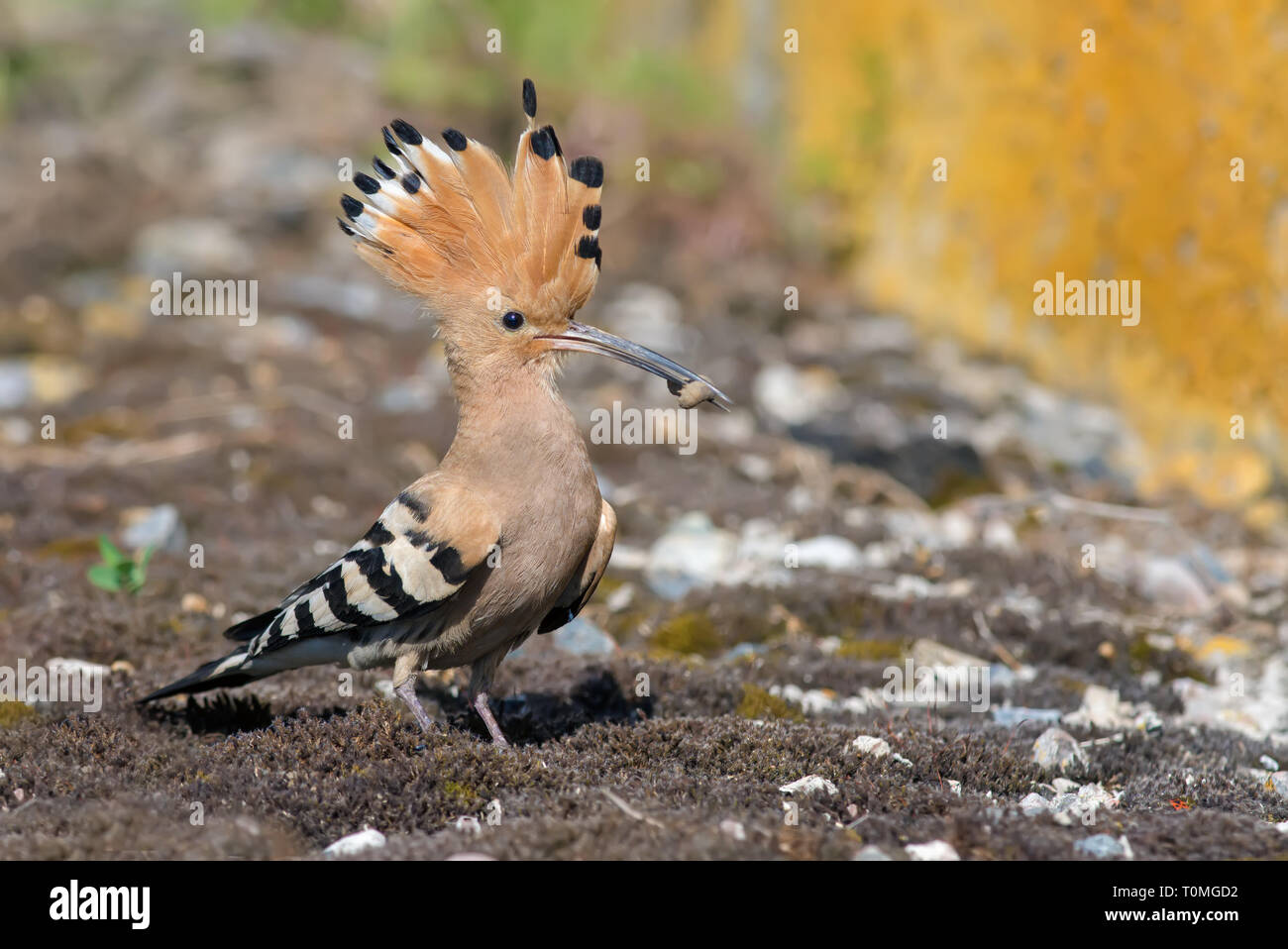 Hoopoe nest on ground hi-res stock photography and images - Alamy