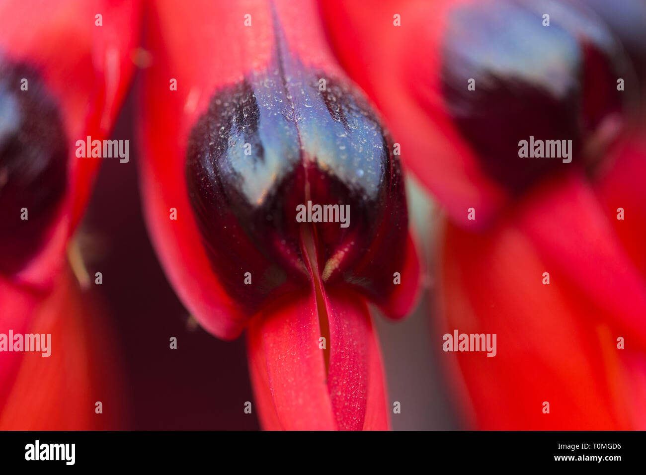 Closeup of Sturt Pea, Swainsona formosa Flower Stock Photo - Alamy