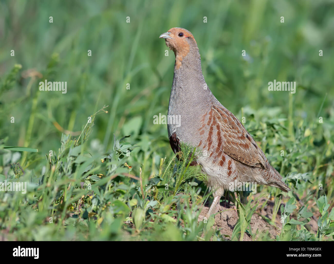 Grey partridge posing in the grass field Stock Photo - Alamy