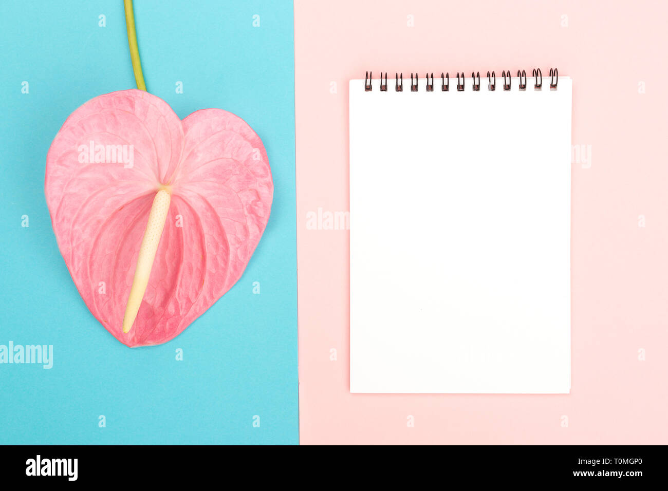 Trendy pastel hi-res stock photography and images - Alamy