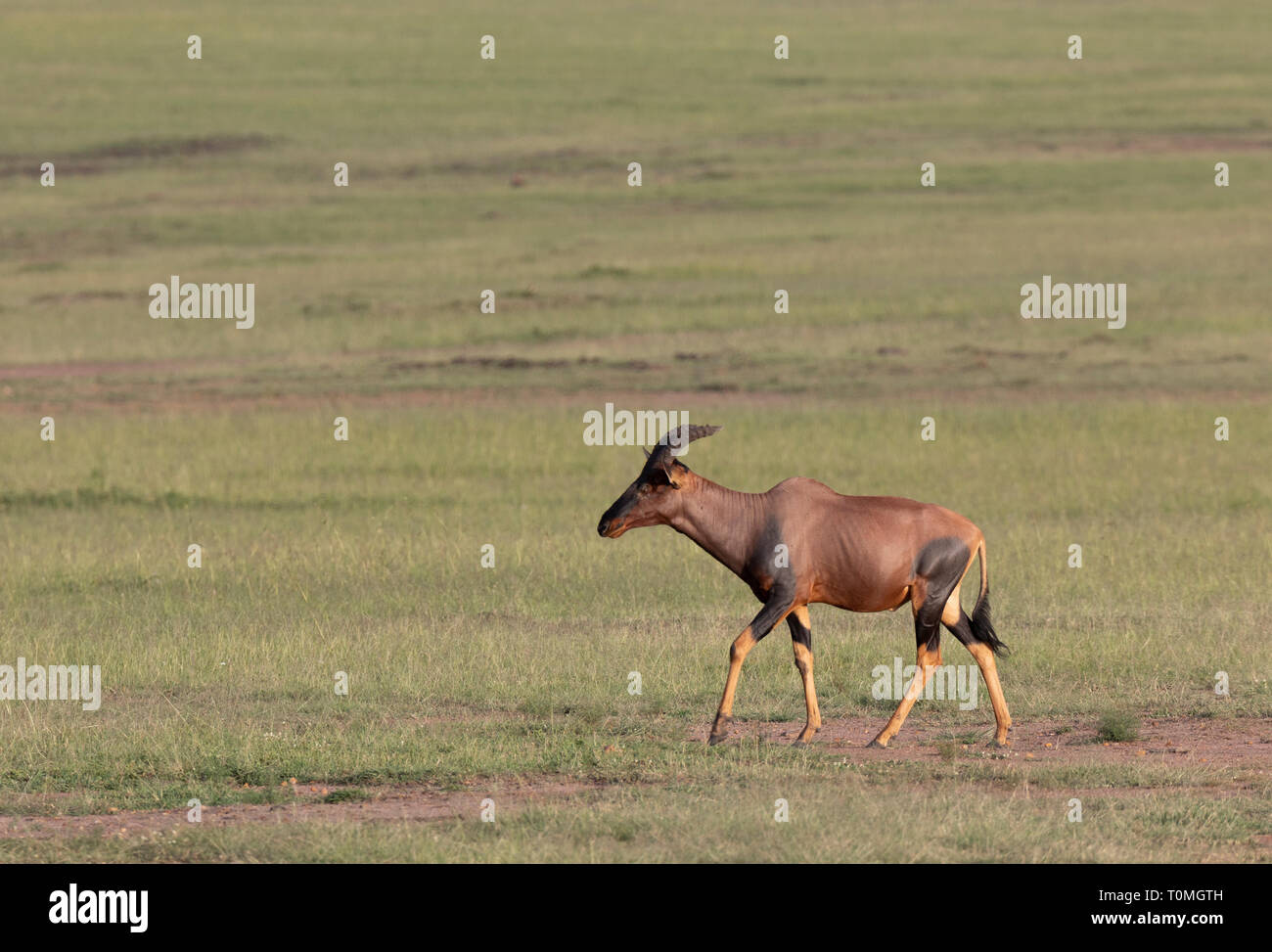 Topi sunrise hi-res stock photography and images - Alamy