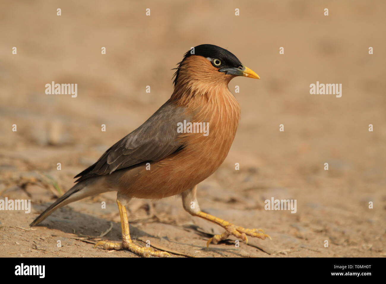 Brahminy myna or starling on ground Stock Photo - Alamy