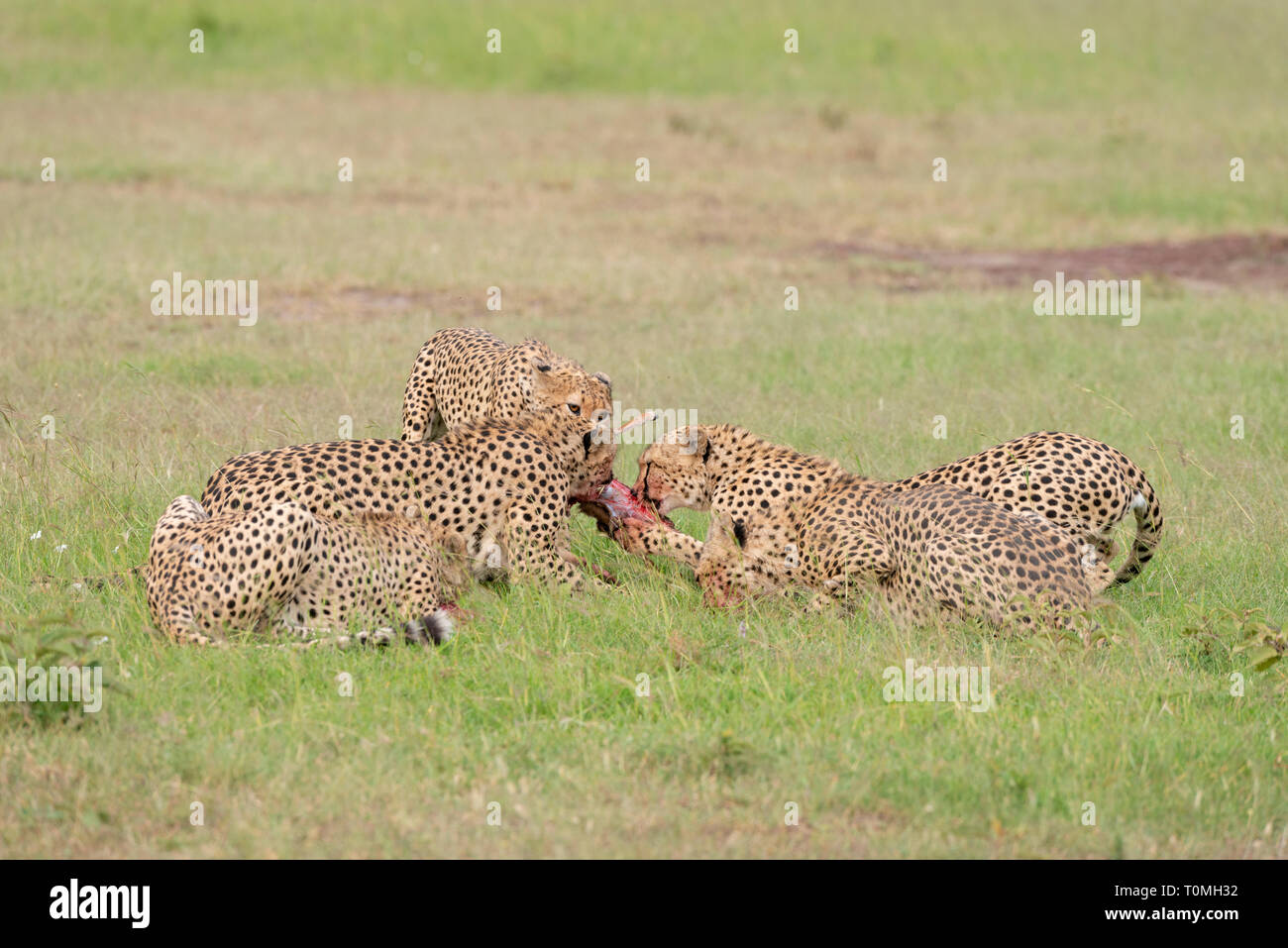 Fighting cheetahs hi-res stock photography and images - Alamy