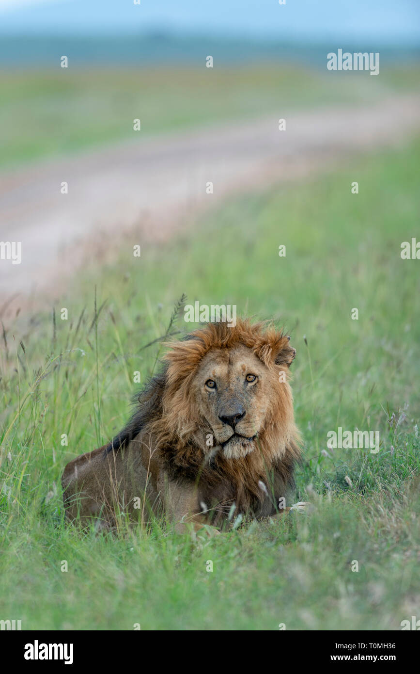 Male Lion seating next to Safari Trail at Masai Mara Game Reserve,Kenya ...