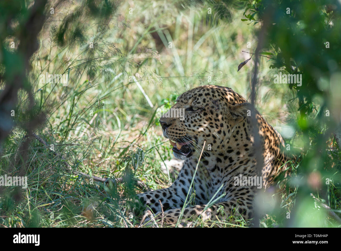 Leopard sitting in Bush at Masai Mara Game Reserve, Kenya,Africa Stock ...