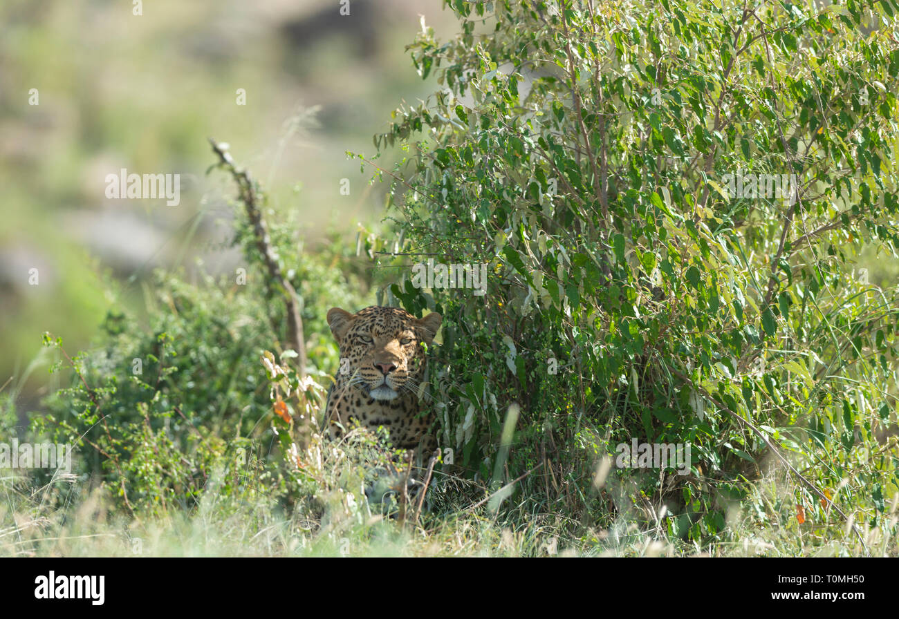 Leopard hiding in Bush at Masai Mara Game Reserve, Kenya,Africa Stock ...