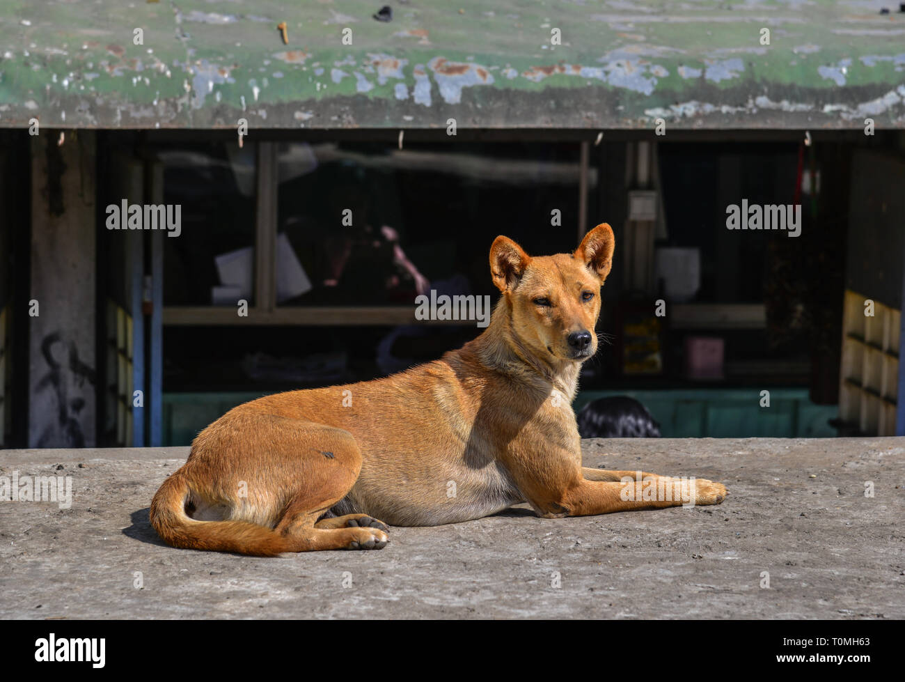 A dog playing on street at small town of Mandalay, Myanmar Stock Photo ...