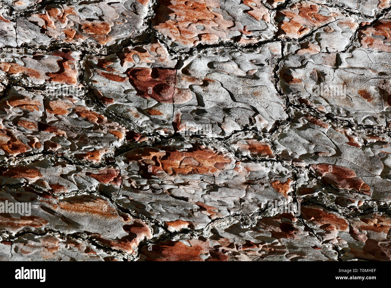 background wood bark tree bark Stock Photo - Alamy
