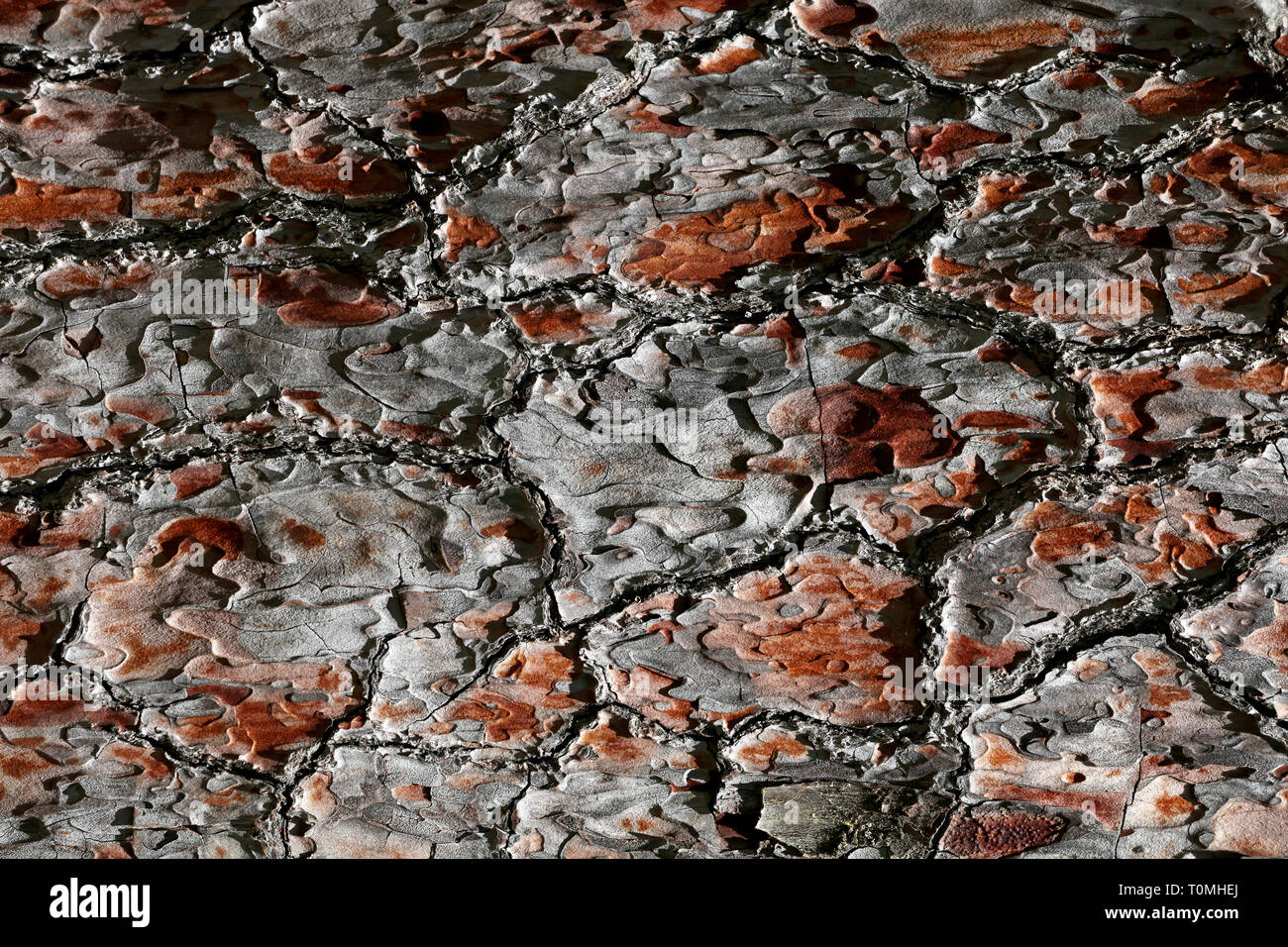 background wood bark tree bark Stock Photo - Alamy