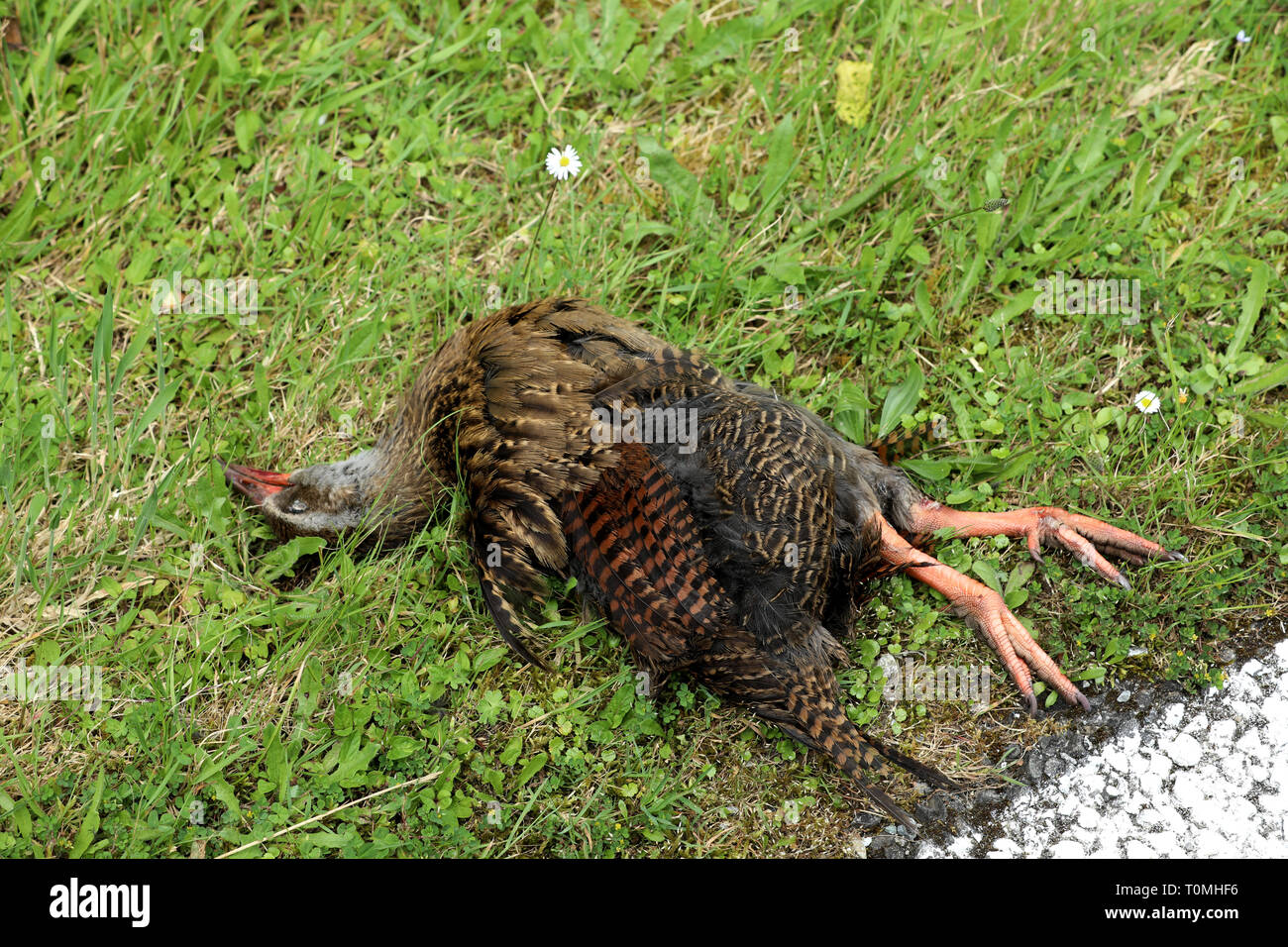 Dead bird on the ground Stock Photo - Alamy