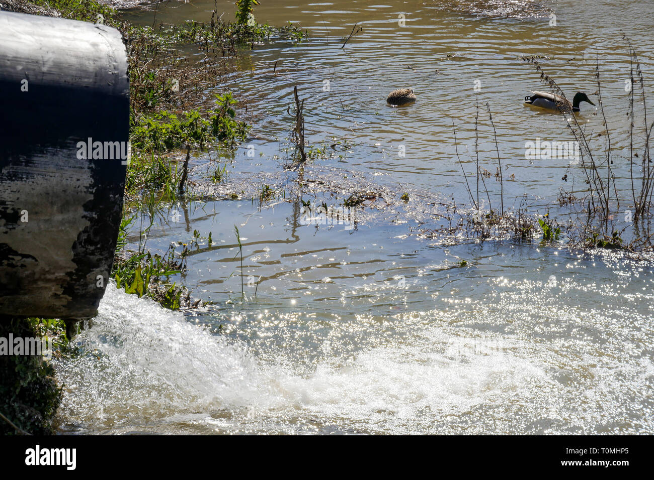 Pipe discharging water in the river Saone, Caluire-et-Cuire, France ...