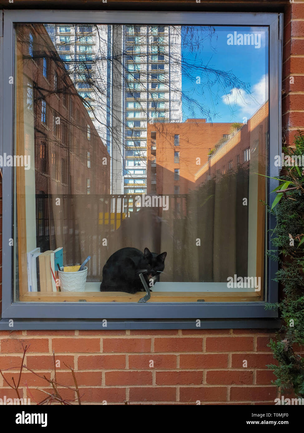 A beautiful black cat is sitting inside of a house window Stock Photo ...