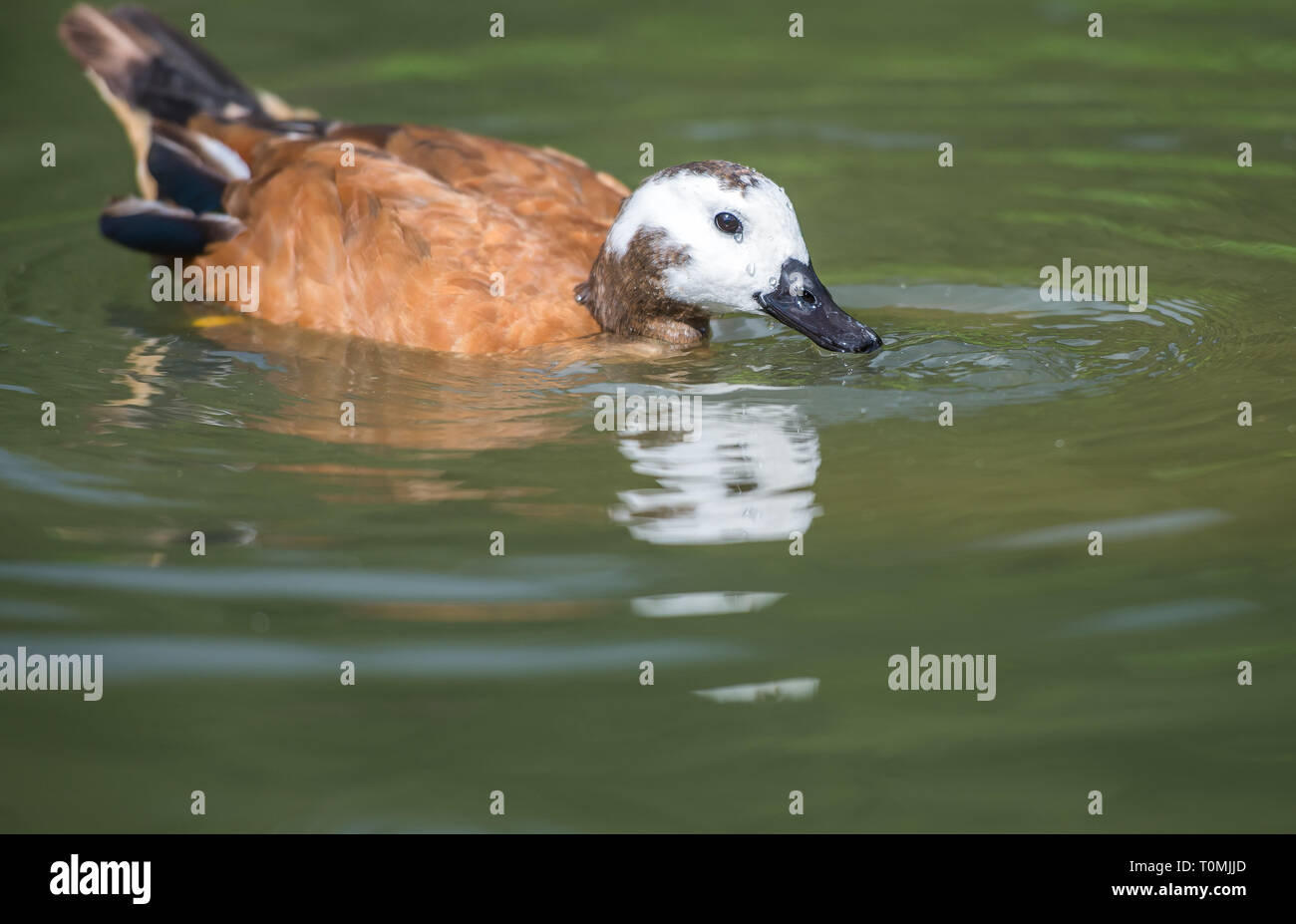 Ruddy sheldrake hi-res stock photography and images - Alamy