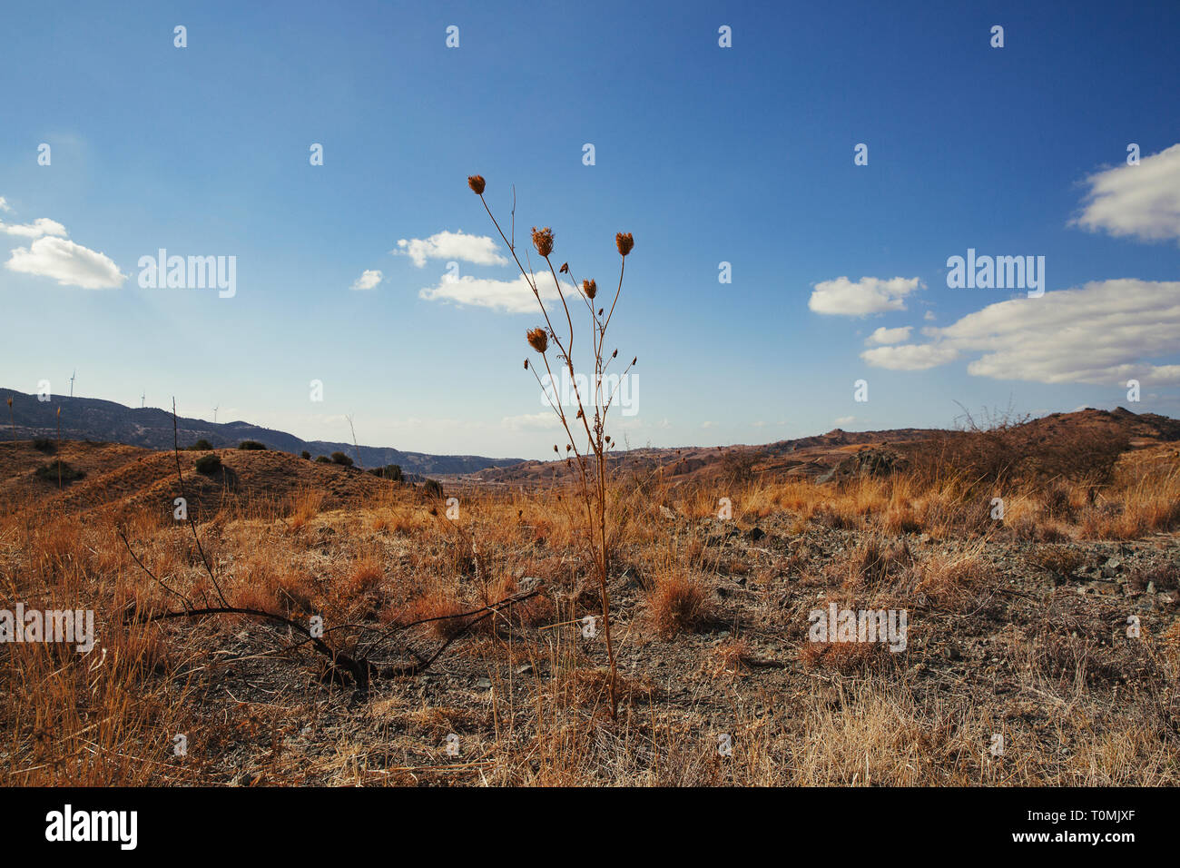 Wildflowers growing in a rustic landscape Stock Photo - Alamy