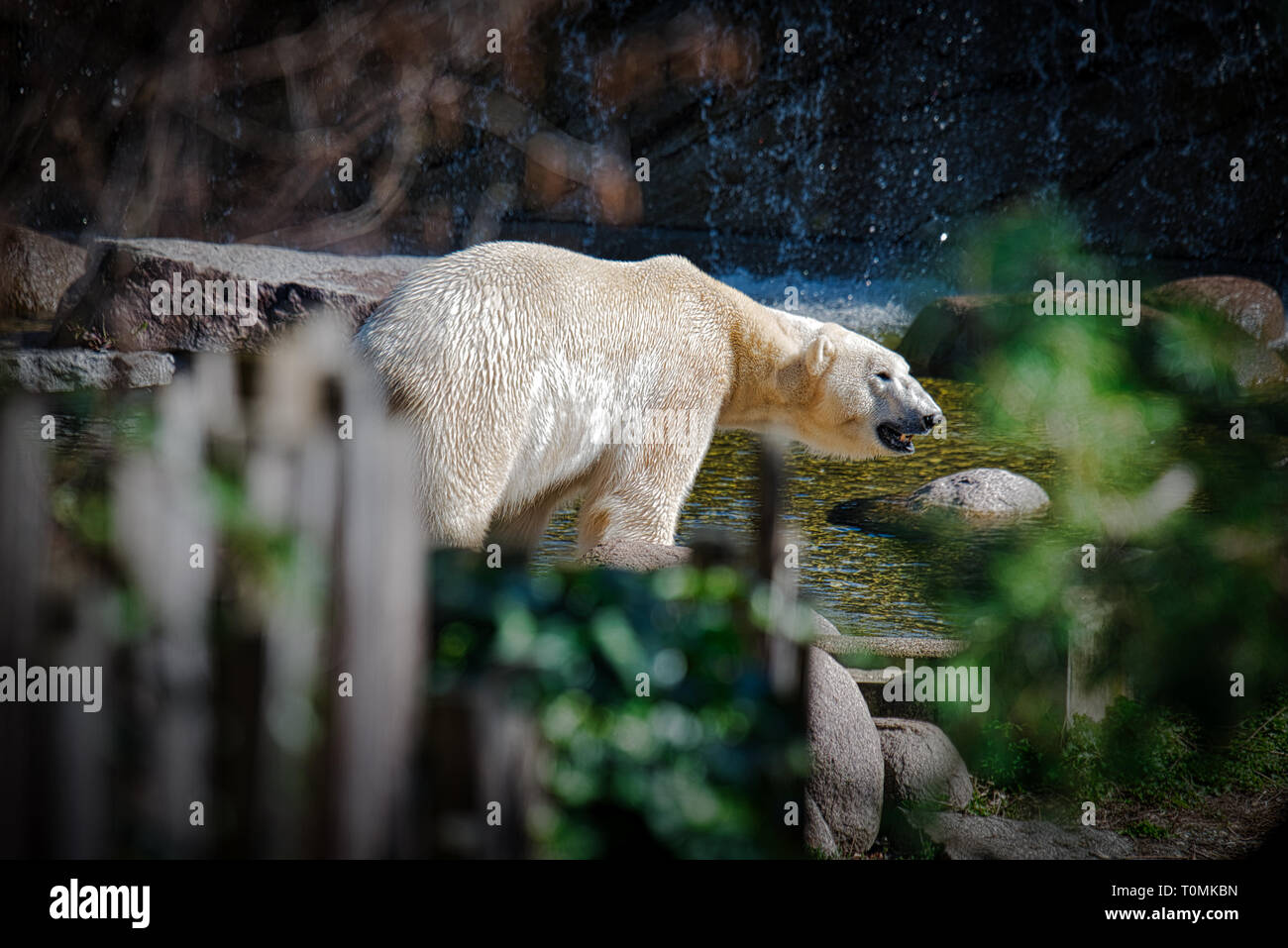 Wildlife Wild Animals Zoo Stock Photo - Alamy