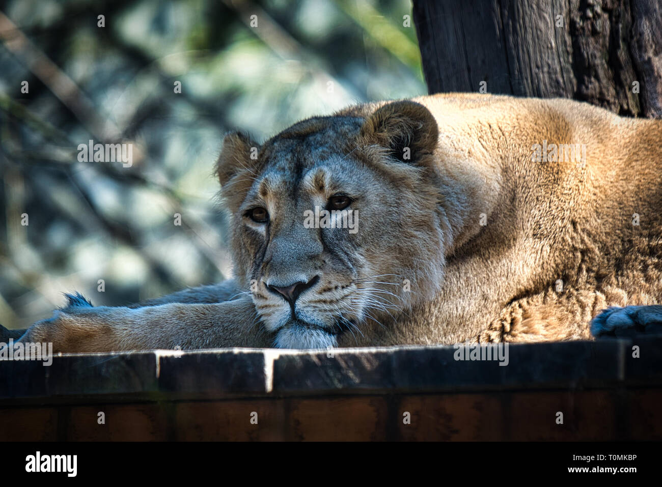 Wildlife Wild Animals Zoo Stock Photo - Alamy