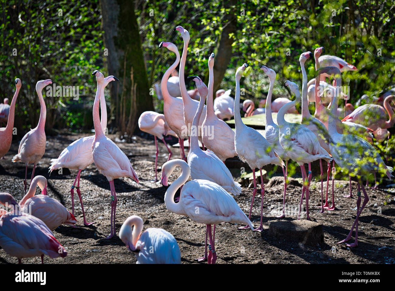 Wildlife Wild Animals Zoo Stock Photo - Alamy