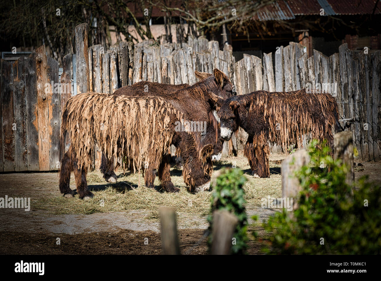 Wildlife Wild Animals Zoo Stock Photo - Alamy