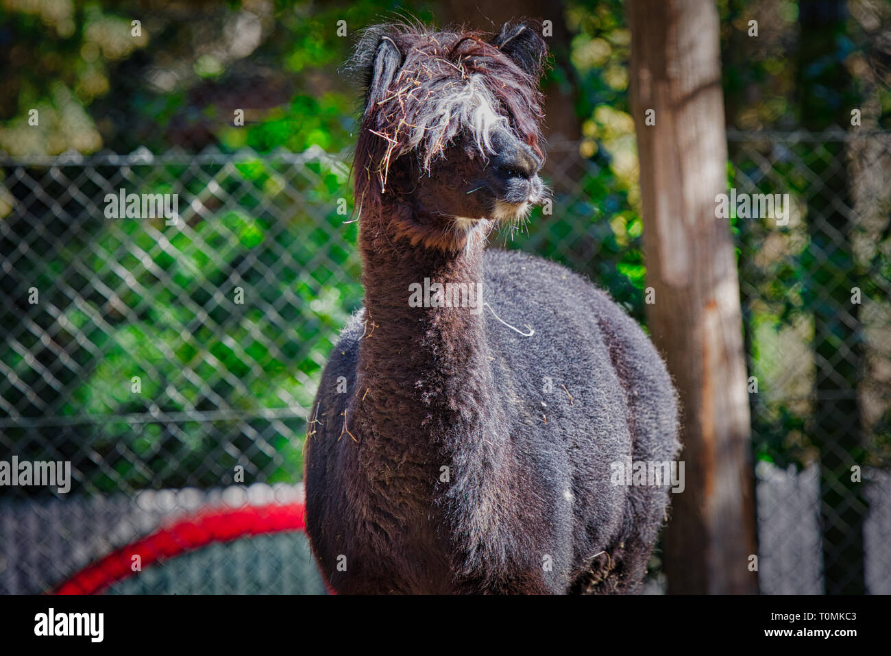 Wildlife Wild Animals Zoo Stock Photo - Alamy
