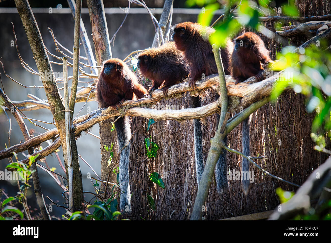 Wildlife Wild Animals Zoo Stock Photo - Alamy