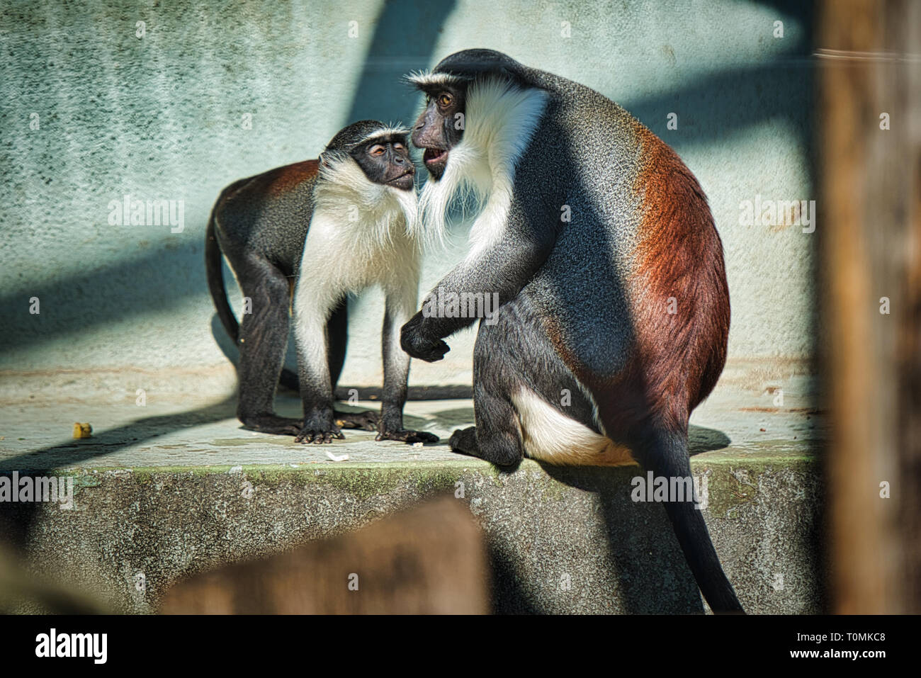 Wildlife Wild Animals Zoo Stock Photo - Alamy
