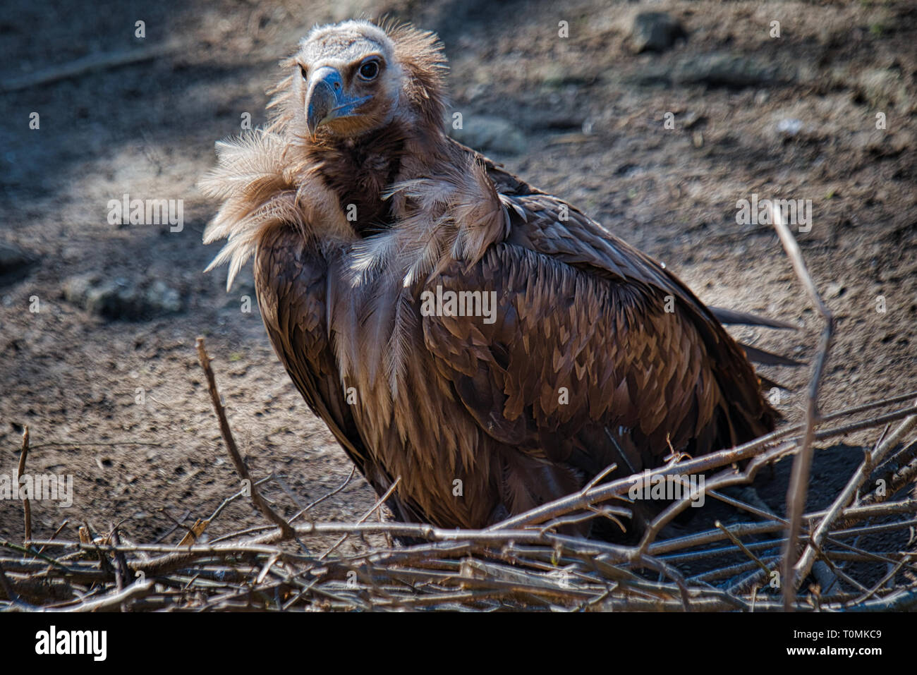 Wildlife Wild Animals Zoo Stock Photo - Alamy