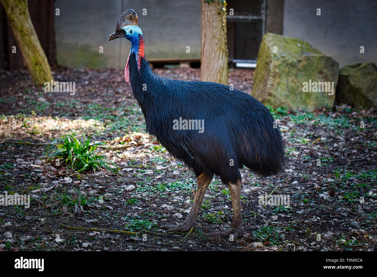 Wildlife Wild Animals Zoo Stock Photo - Alamy