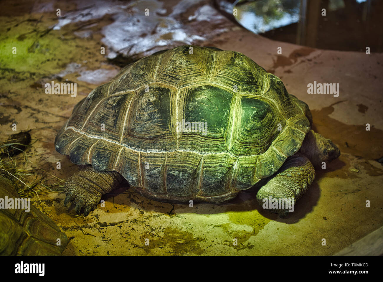 Wildlife Wild Animals Zoo Stock Photo - Alamy