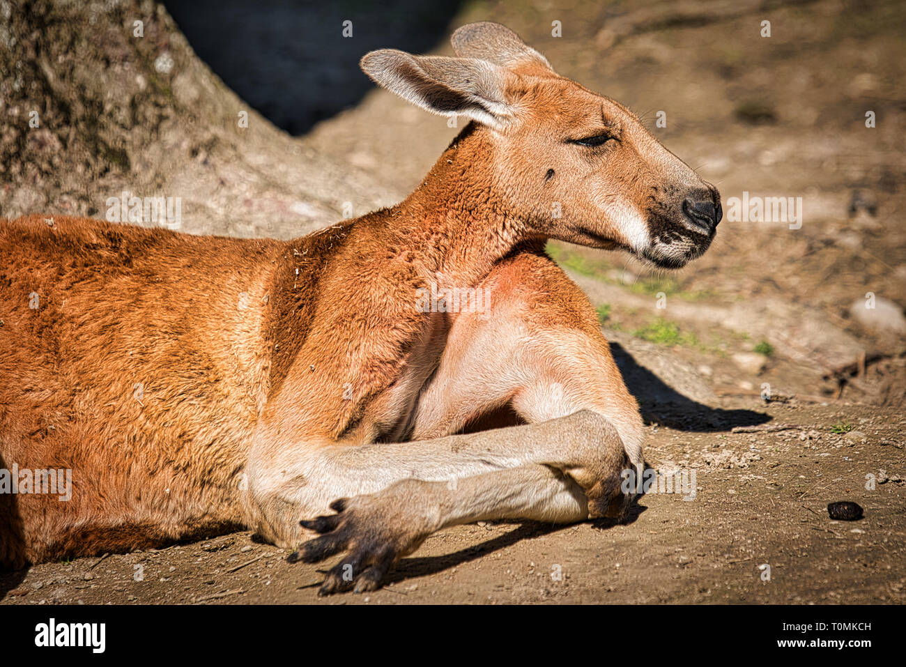 Wildlife Wild Animals Zoo Stock Photo - Alamy