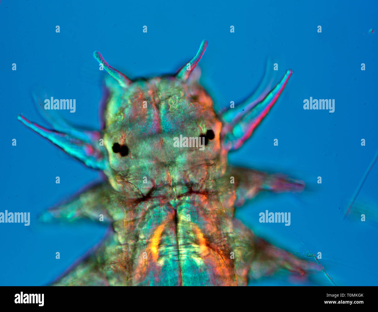 Polychaetes hi-res stock photography and images - Alamy