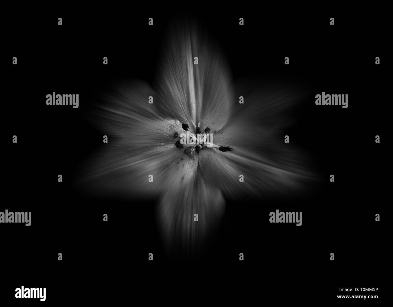 Unique pattern flowers leaf Black and White Stock Photos & Images - Alamy