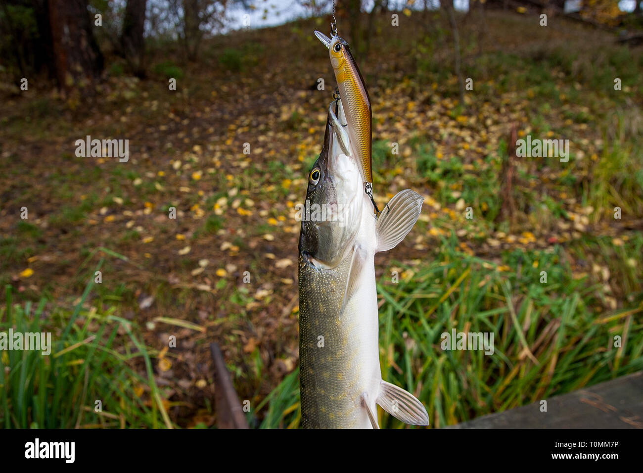 Freshwater Northern pike fish know as Esox Lucius. Fishing concept ...