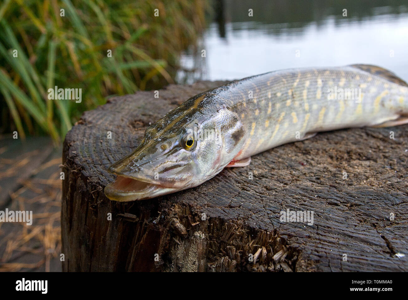 Freshwater Northern pike fish know as Esox Lucius lying on a wooden ...