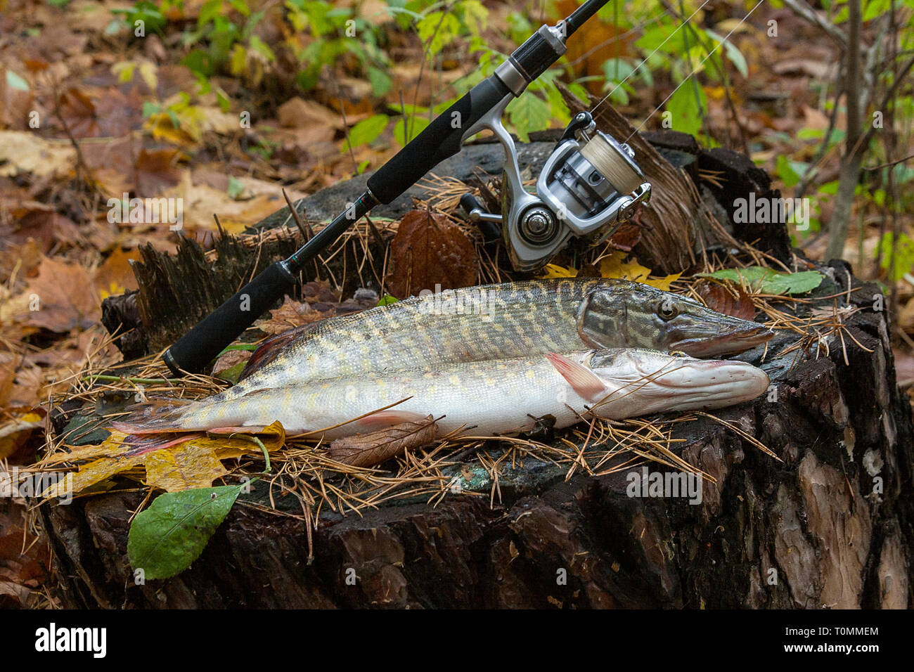 Freshwater Northern pike fish know as Esox Lucius lying on a wooden ...