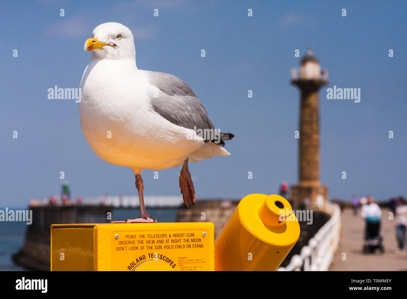 Fishing tourist seagull whitby hi-res stock photography and images - Alamy