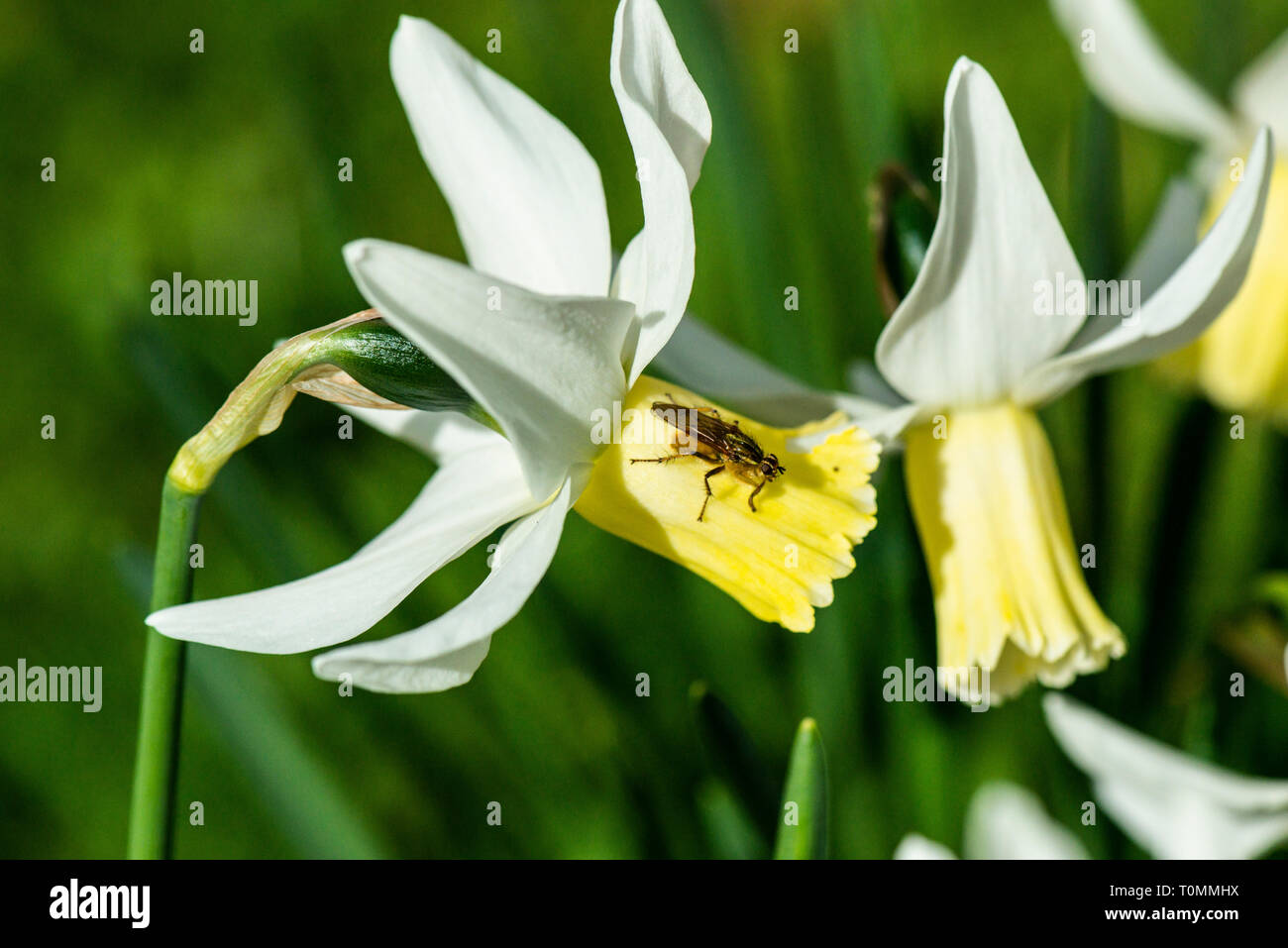 Narcissus jenny hi-res stock photography and images - Alamy