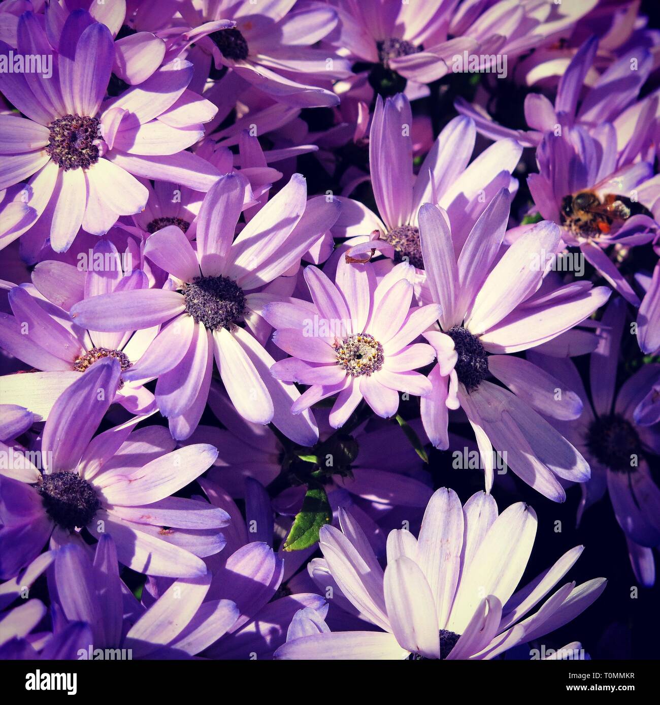 Pink shrub daisies hi-res stock photography and images - Alamy