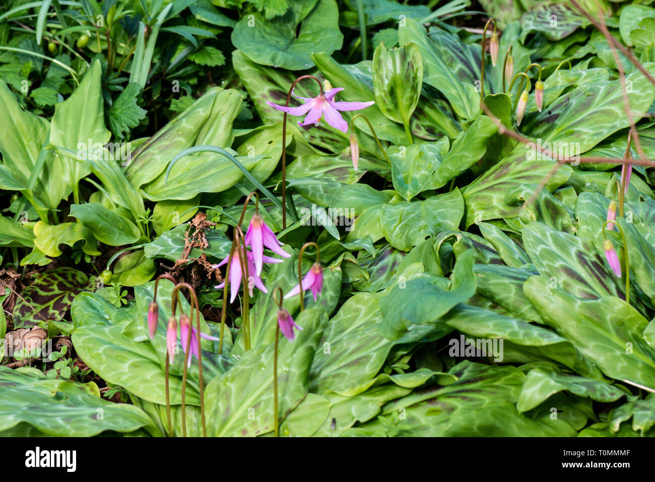 A dog's tooth violet (Erythronium dens-canis) in flower Stock Photo - Alamy