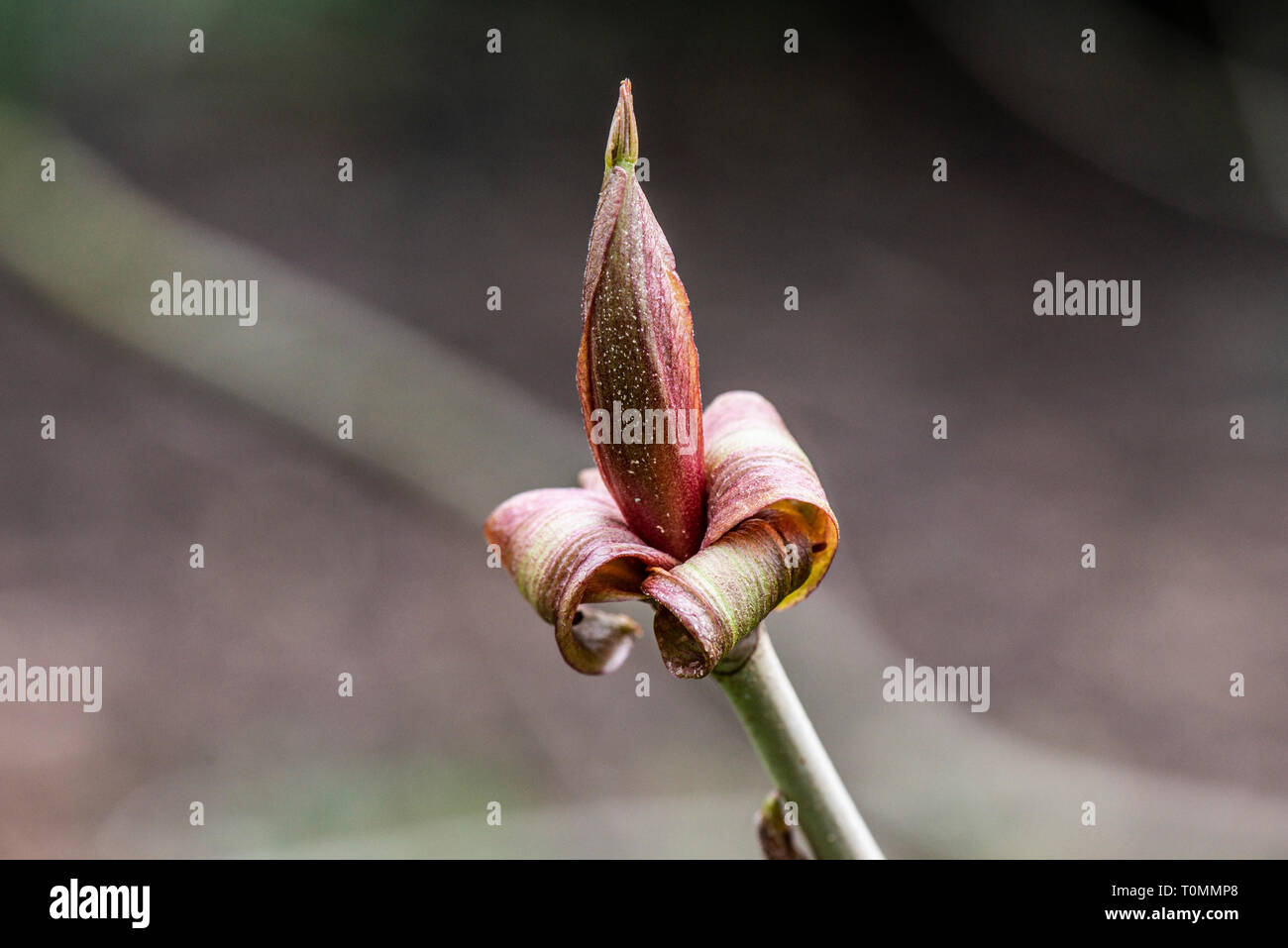 A leaf bud of a dwarf buckeye (Aesculus parviflora Stock Photo - Alamy