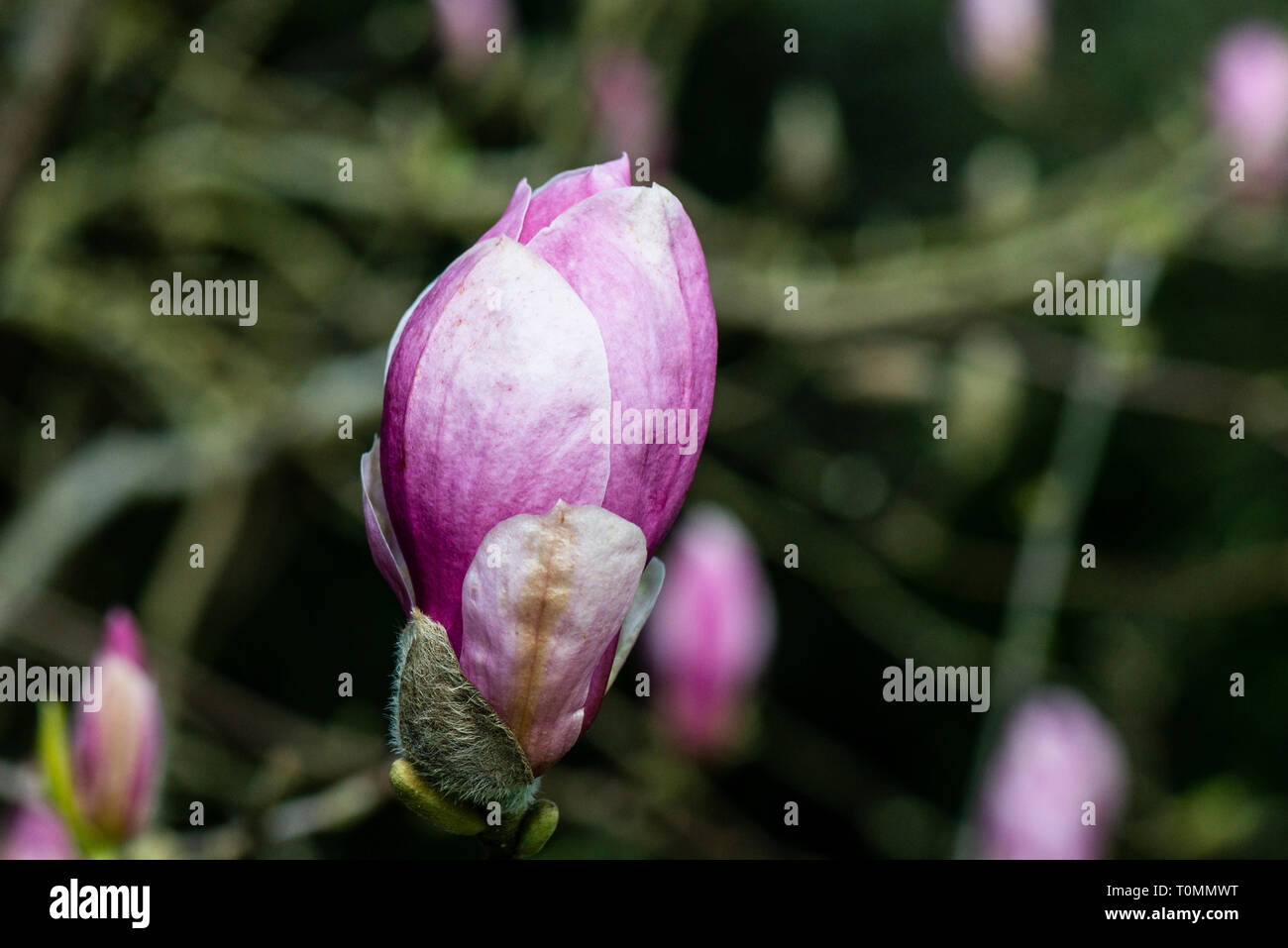Emerging colour hi-res stock photography and images - Alamy