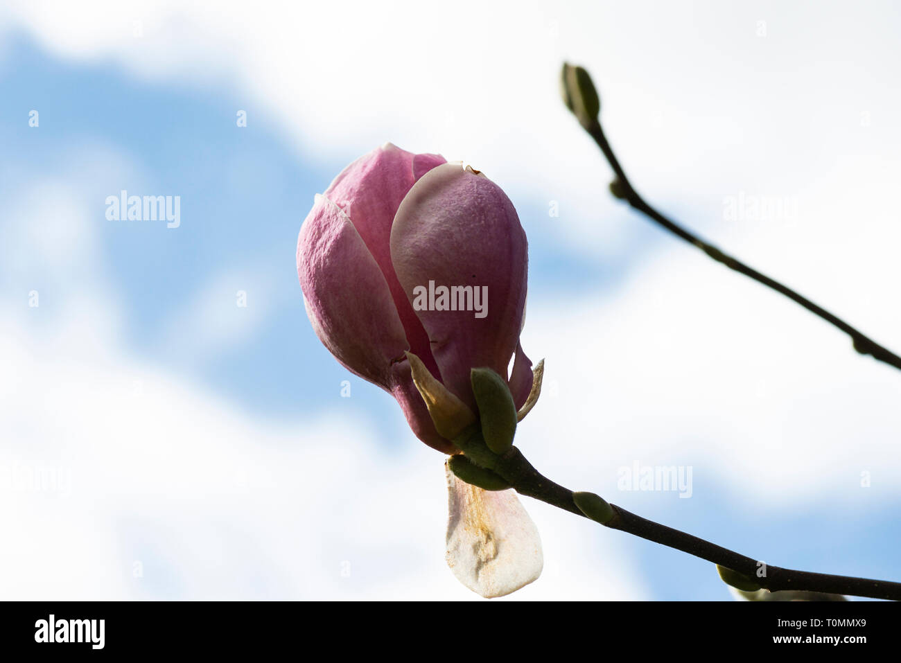 A magnolia flower emerging from bud Stock Photo - Alamy