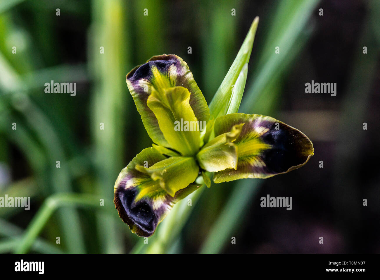 A snake's head iris (Iris tuberosa Stock Photo - Alamy